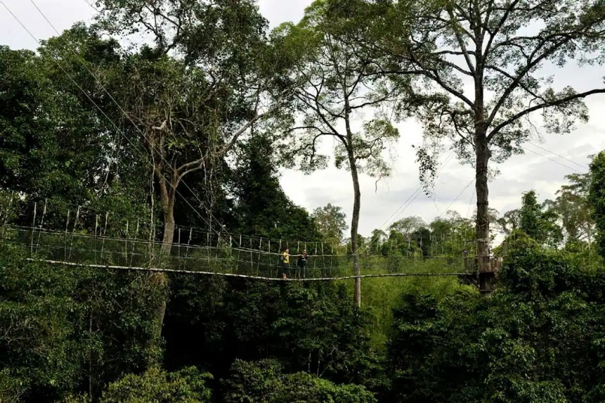 Malay Rope Bridge (Rope and Attachments Only) - by PEPPERTOWN online store